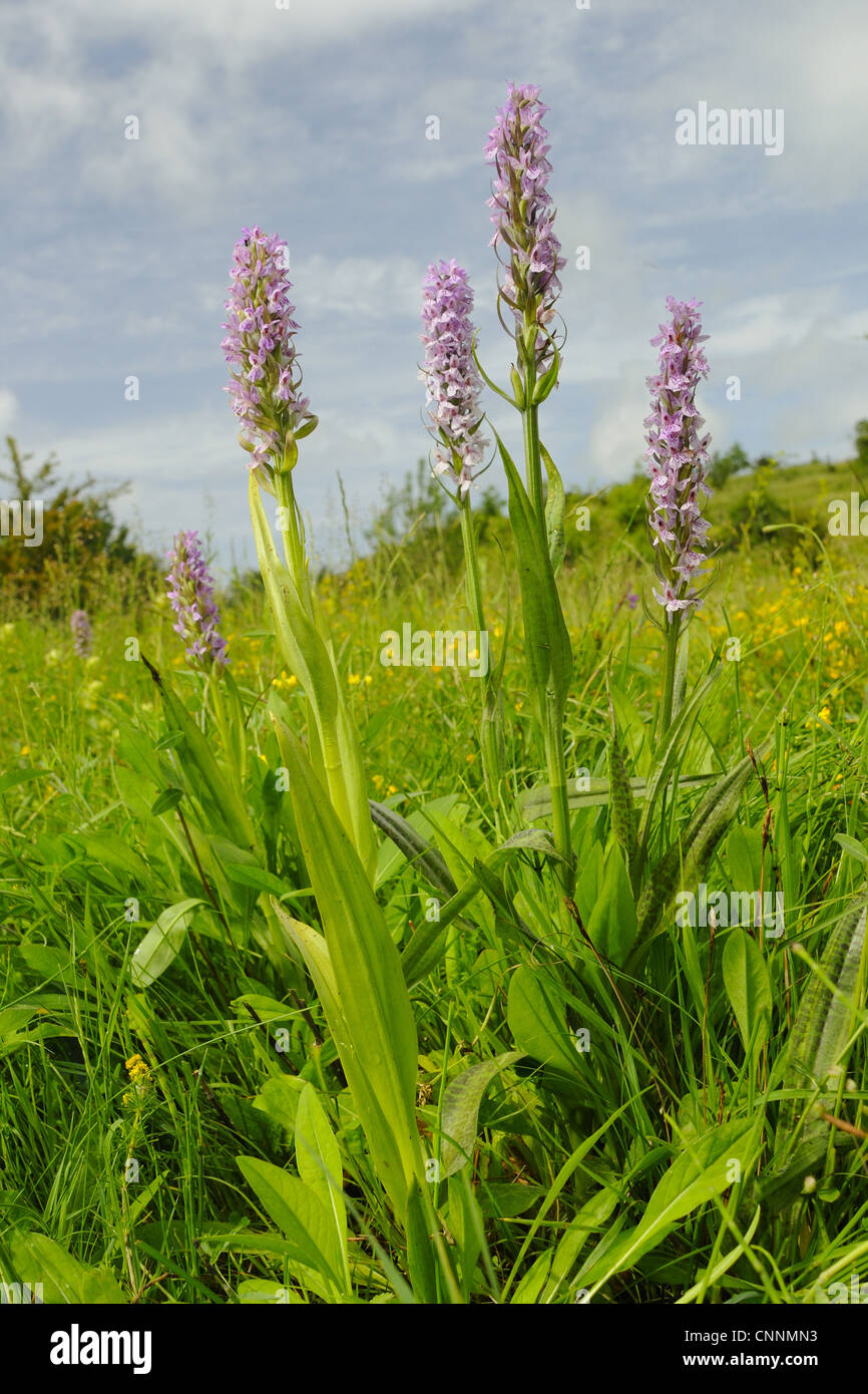 Early Marsh Orchid (Dactylorhiza incarnata) and Heath Spotted Orchid ...