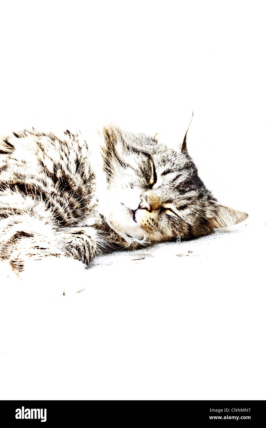 High cat hi-res stock photography and images - Alamy