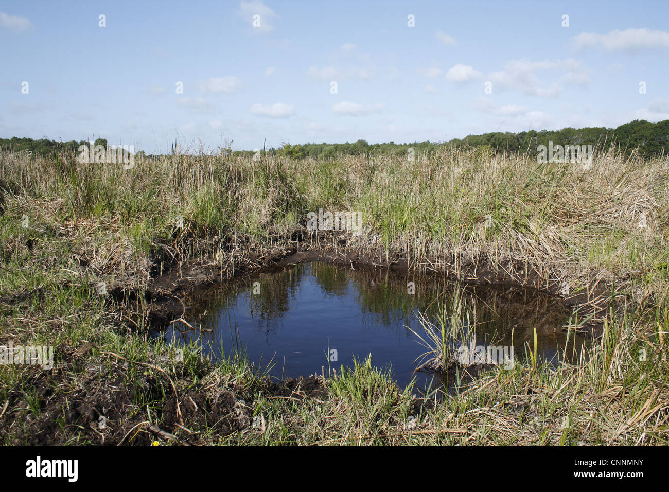 Typical fen raft spider pool in river valley fen habitat, Redgrave and ...