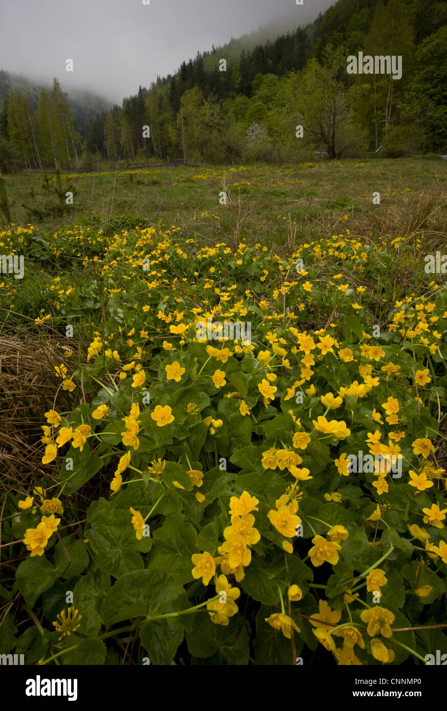 Damp fields hi-res stock photography and images - Alamy