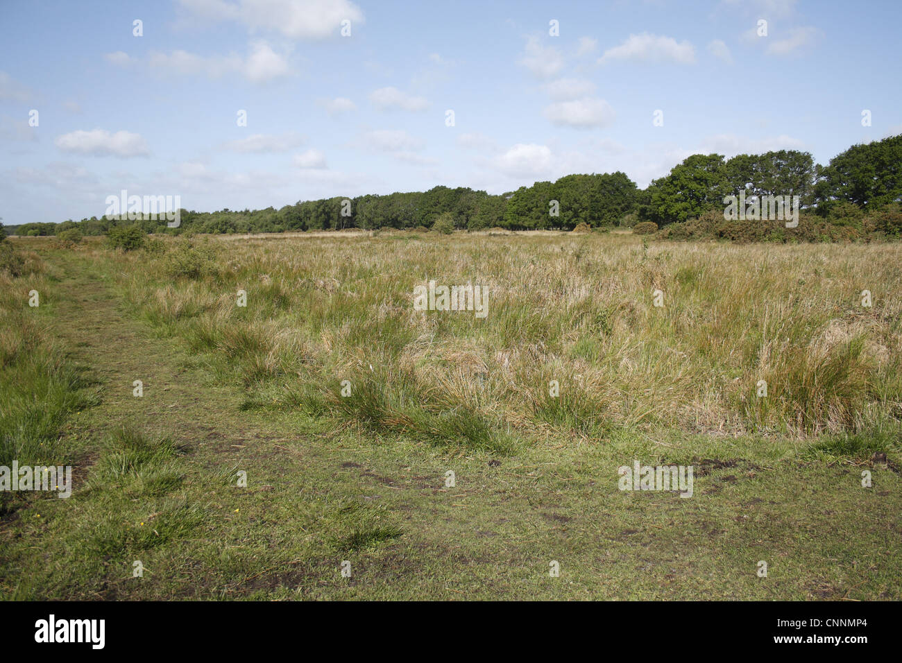 View of rushes growing in river valley fen habitat, Redgrave and Lopham ...