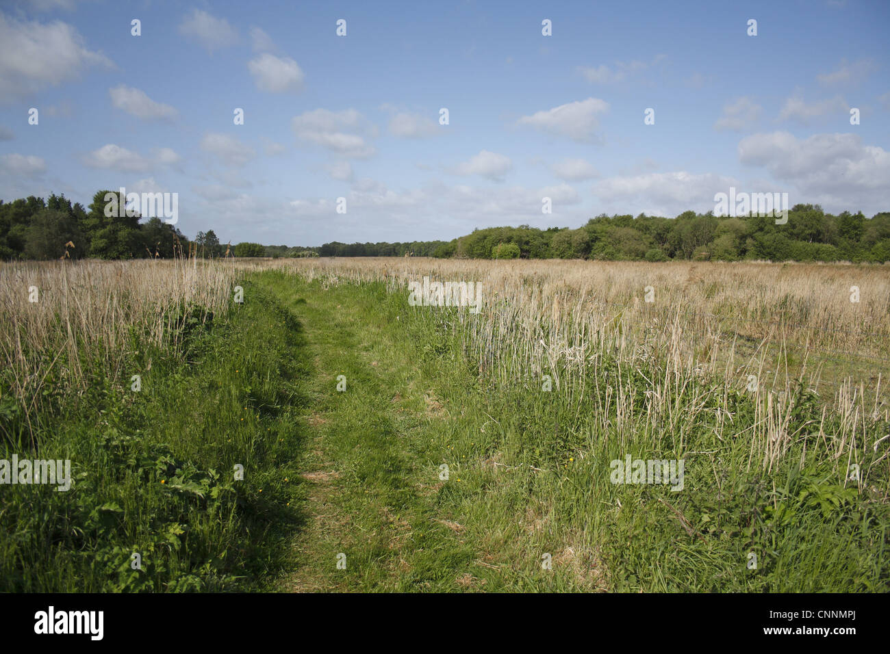 Path through reedbed in river valley fen habitat, Redgrave and Lopham ...