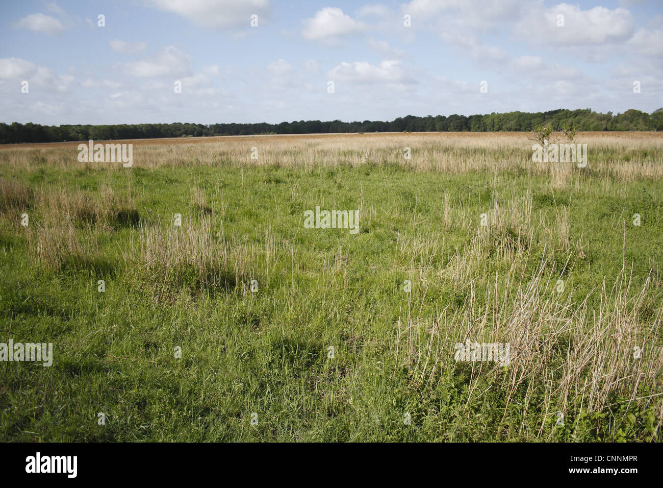 View of reedbed edge in river valley fen habitat, Redgrave and Lopham ...