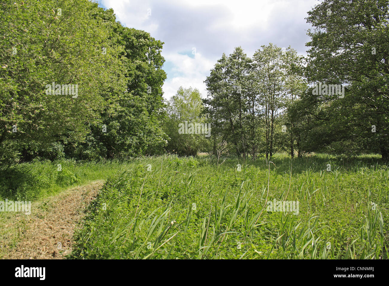 Wet lowland habitats hi-res stock photography and images - Alamy