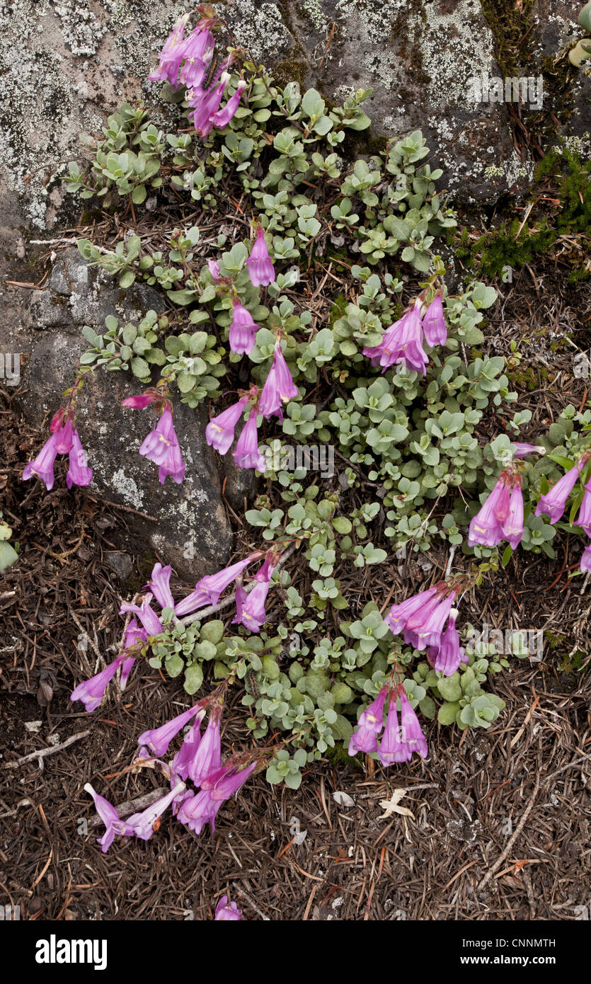 Cliff Penstemon (Penstemon rupicola) flowering, Cone Peak, Central ...