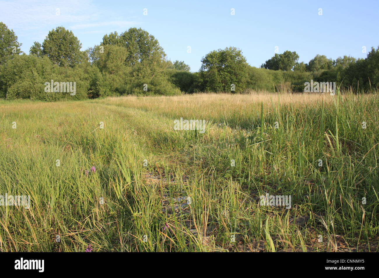 Ouse fen wildlife hi-res stock photography and images - Alamy