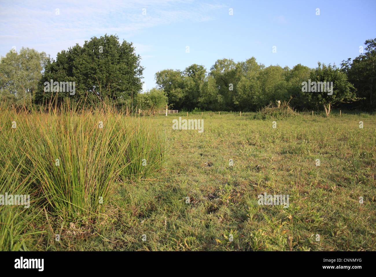 View rushes growing seasonal dry fen pool Little Ouse Headwaters ...