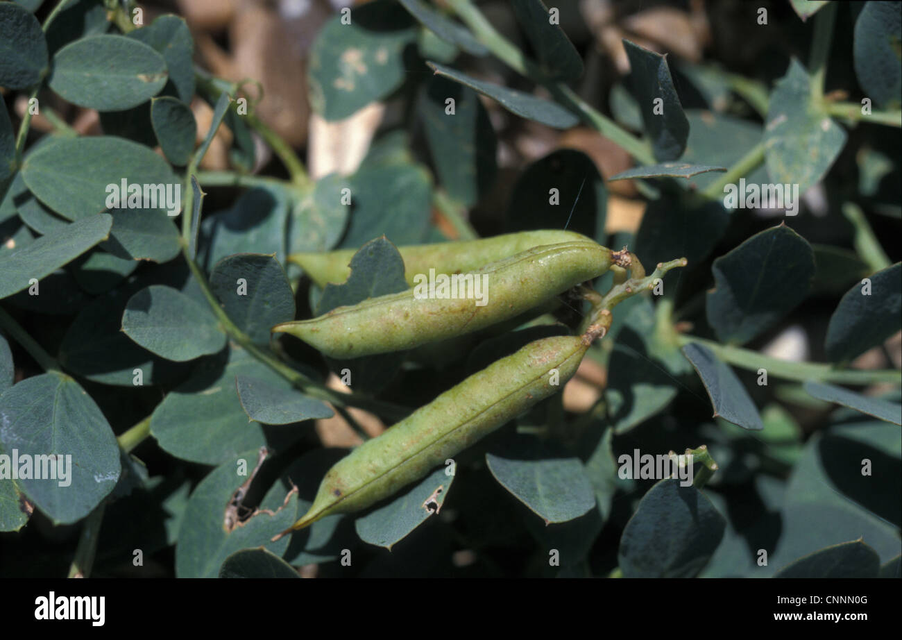 Sea Pea (Lathyrus japonicus) Pea/fruit - The Haven, Thorpeness Suffolk ...