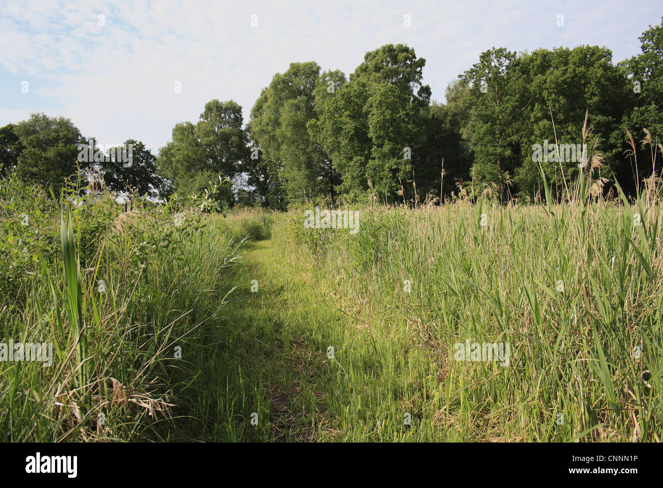 View path through reedbed habitat Little Ouse Headwaters Project ...