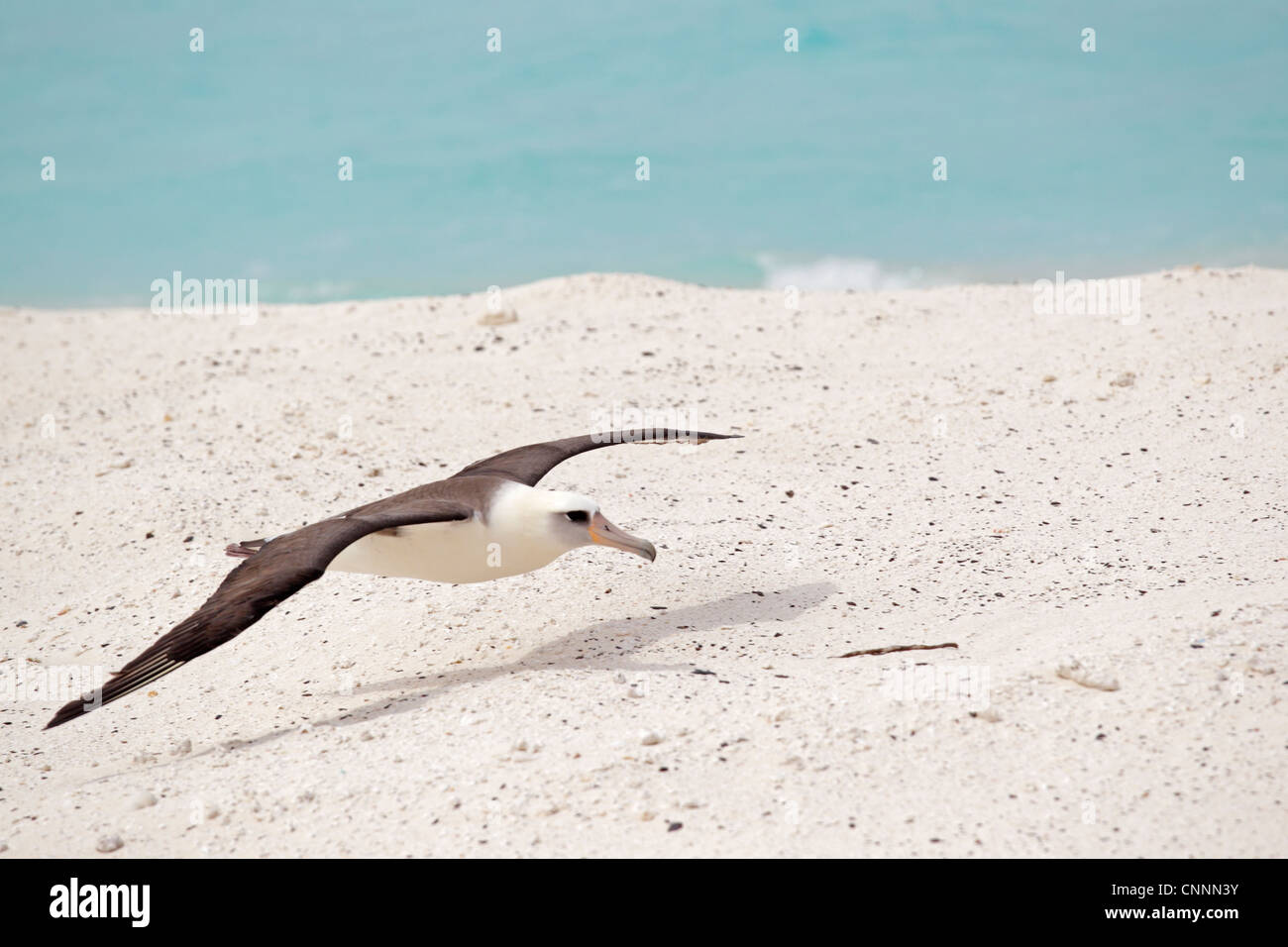 Laysan Albatross in flight Stock Photo - Alamy