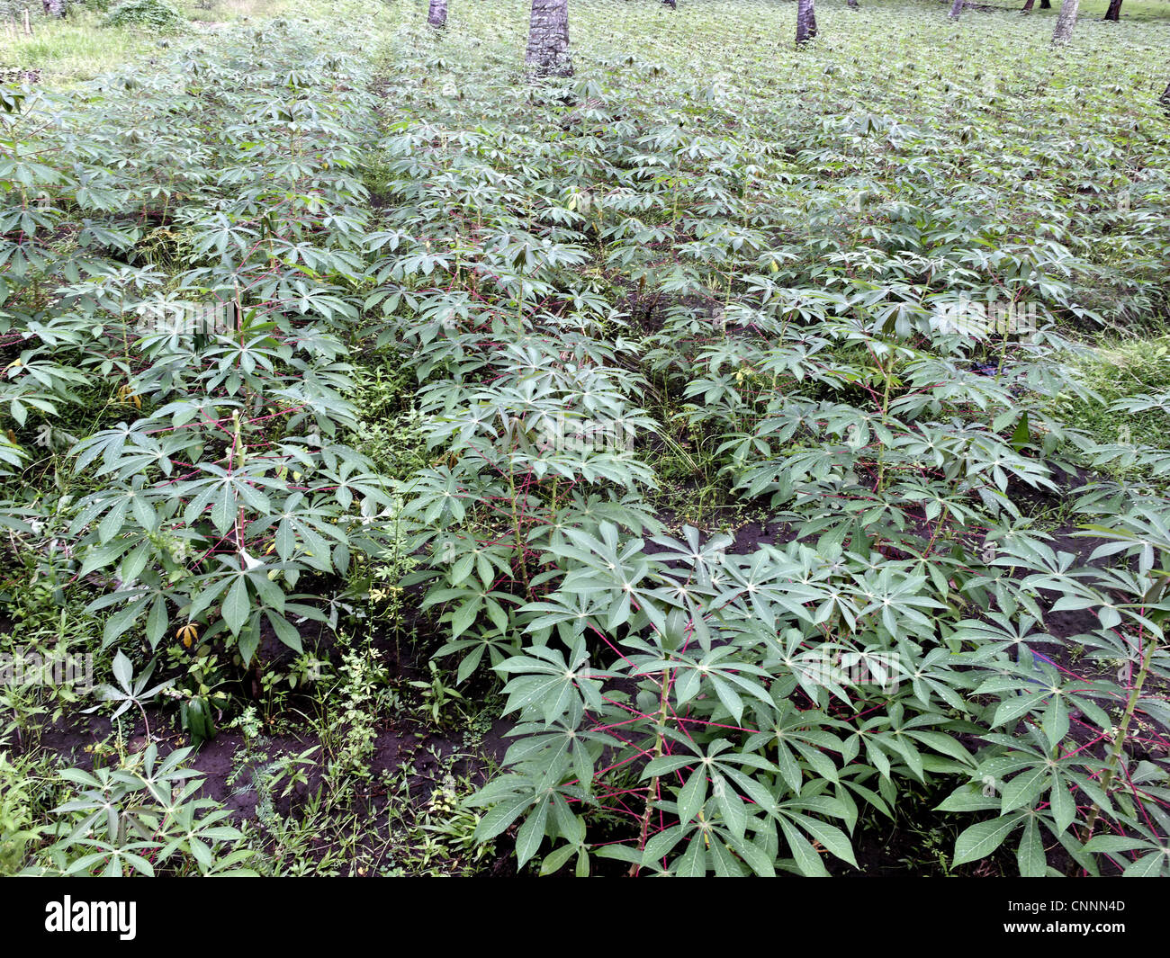 Manioc plants growing in field hi-res stock photography and images - Alamy