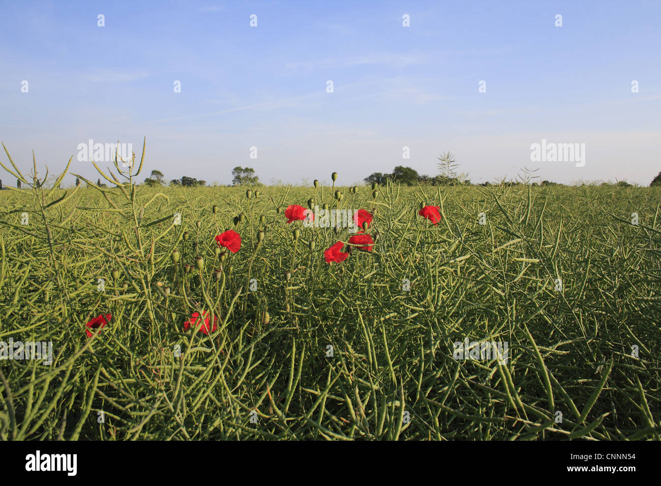 Corn Poppy (Papaver rhoeas) flowering, growing as weed in Oilseed Rape ...