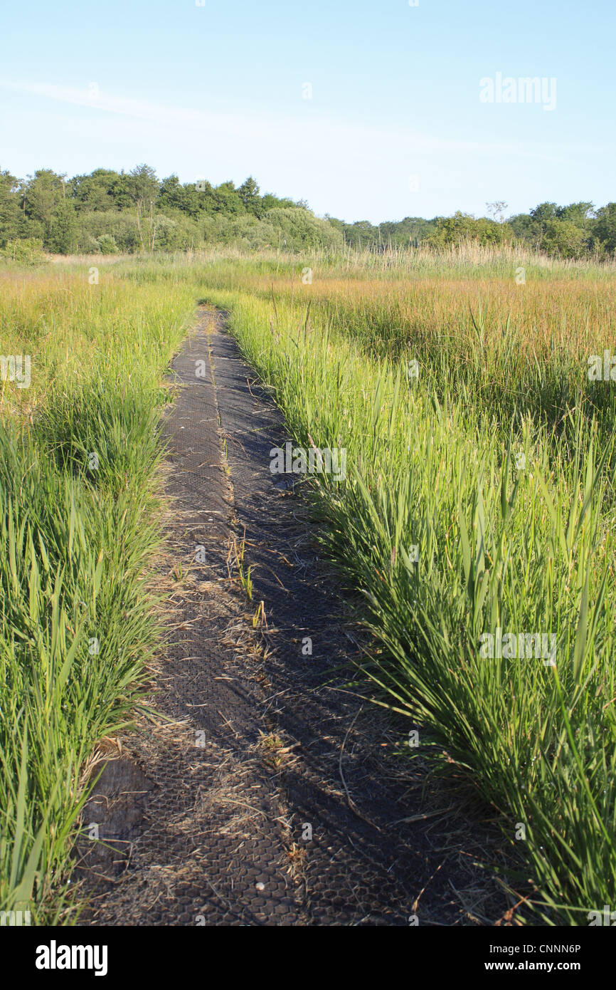Boardwalk through fen meadow habitat in valley fen reserve, Roydon Fen ...