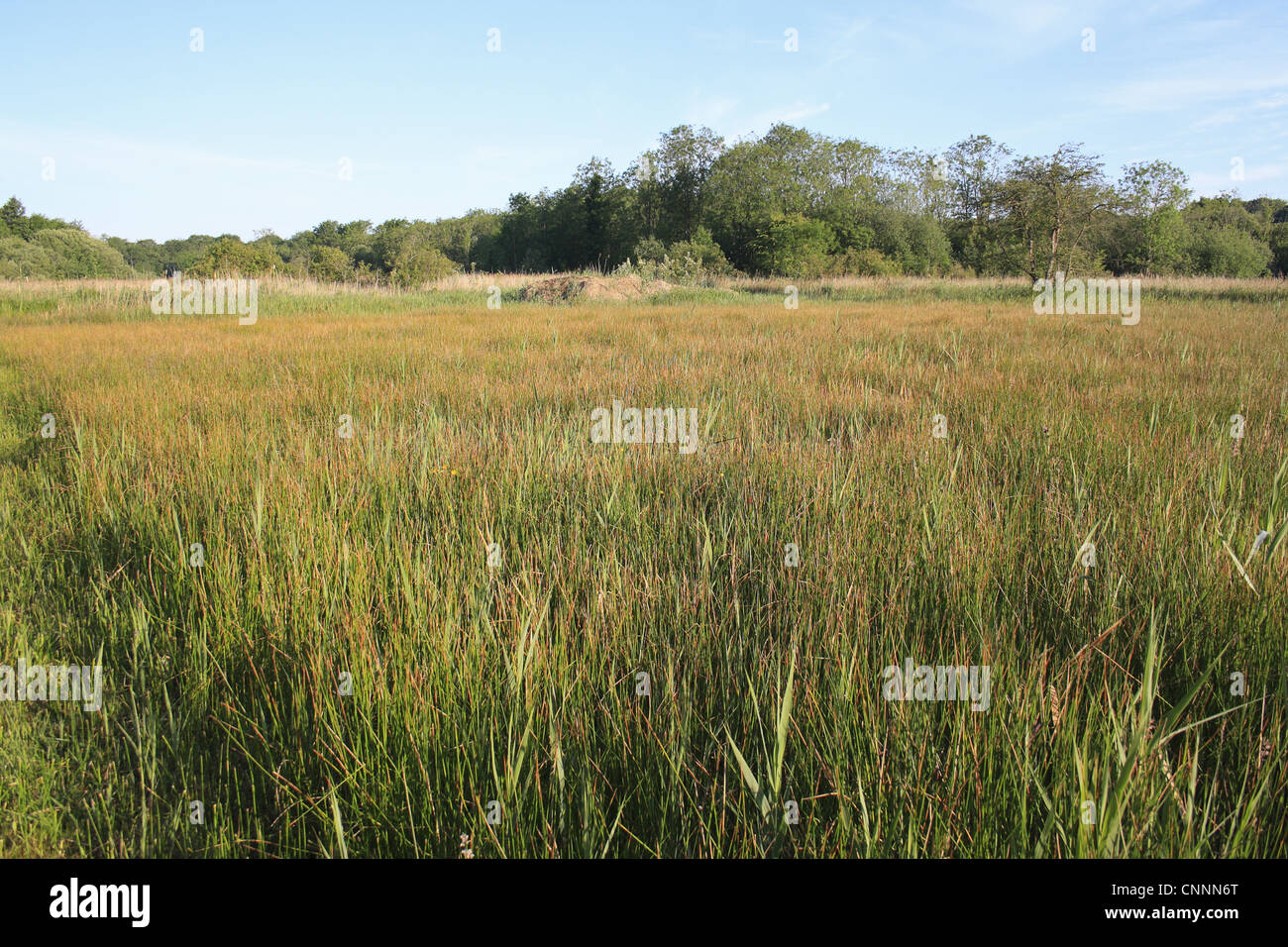 View of fen meadow habitat in valley fen reserve, Roydon Fen, Roydon ...