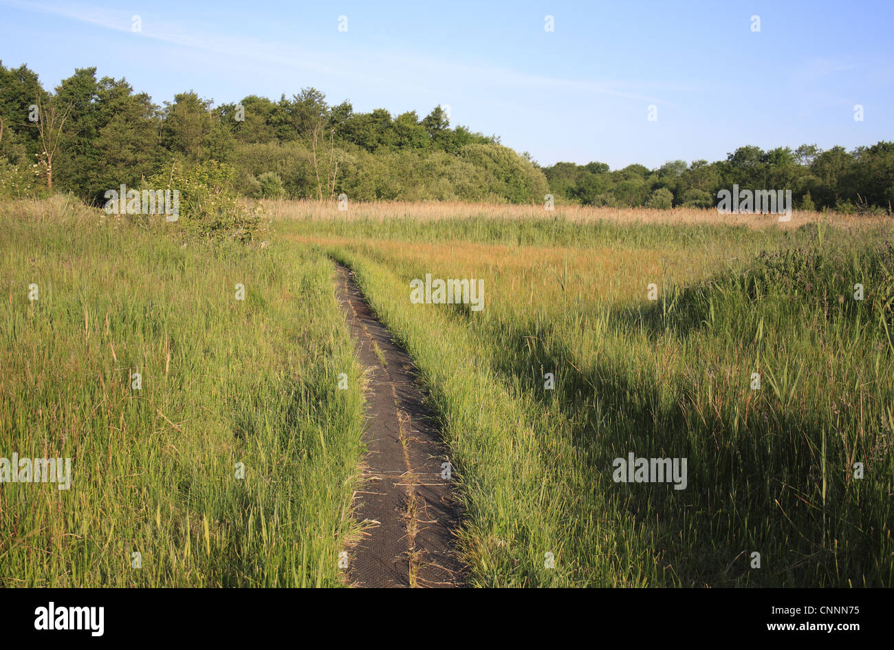 View boardwalk through fen meadow habitat in valley fen reserve Roydon ...