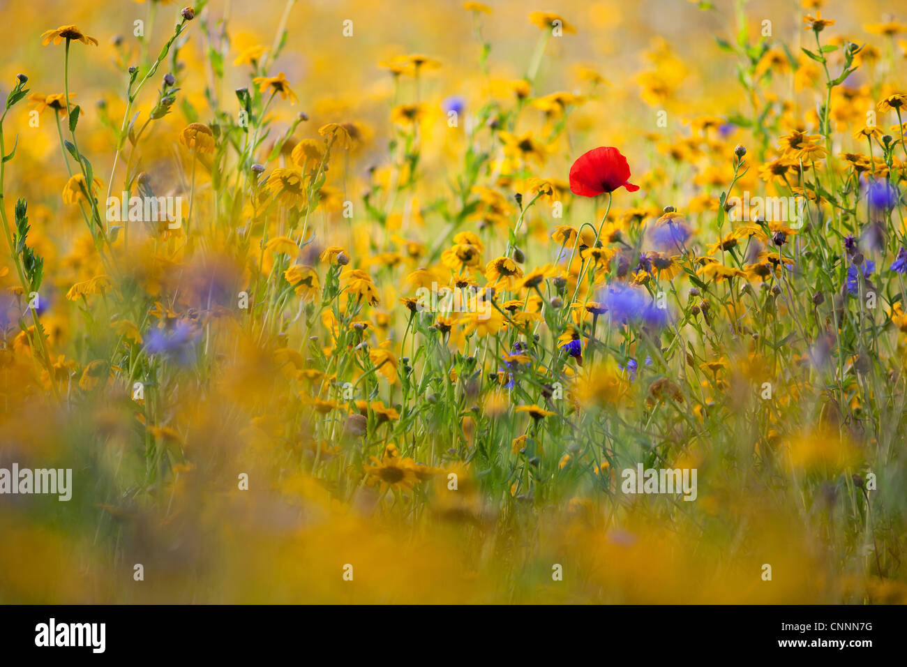 Corn Poppy Papaver rhoeas flowering amongst Corn Marigold Chrysanthemum ...