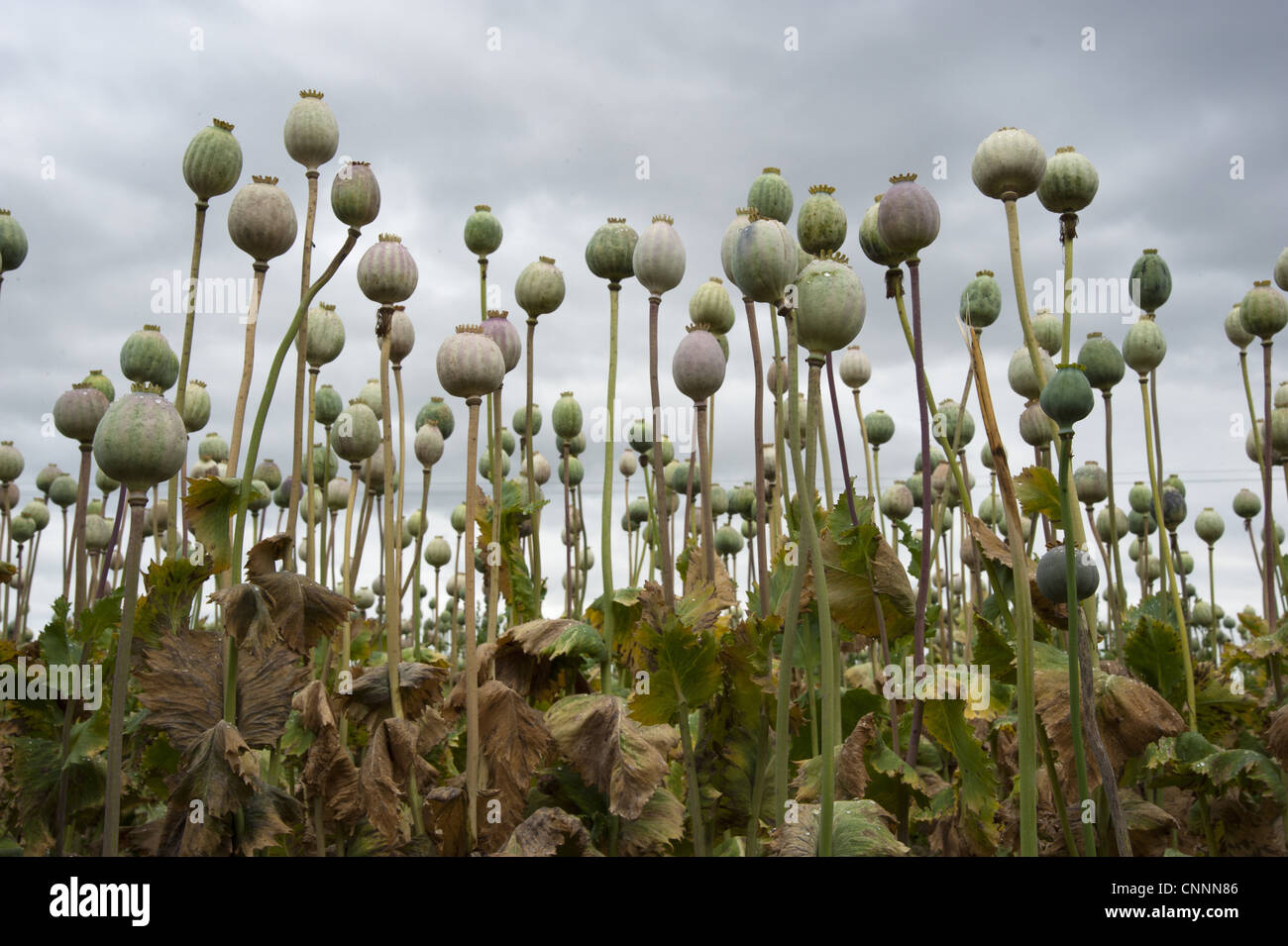 Opium Poppy Papaver somniferum crop seedpods growing in field ...