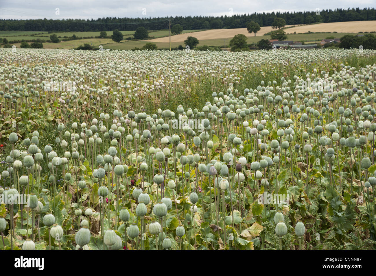 Opium Poppy Papaver somniferum crop seedpods growing in field ...