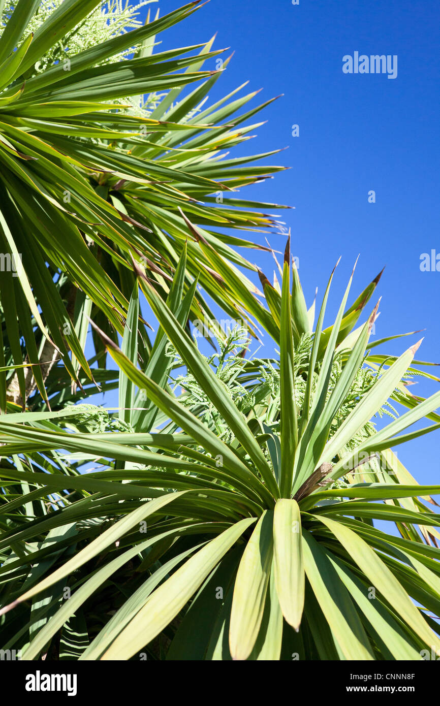 Large Cordyline australis or commonly known as the Cabbage tree Stock ...