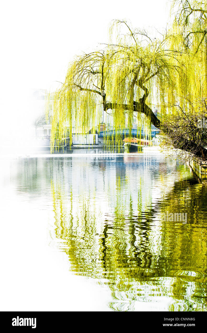 Tree over water hi-res stock photography and images - Alamy