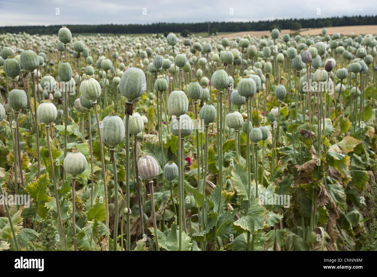 Opium Poppy Papaver somniferum crop seedpods growing in field ...