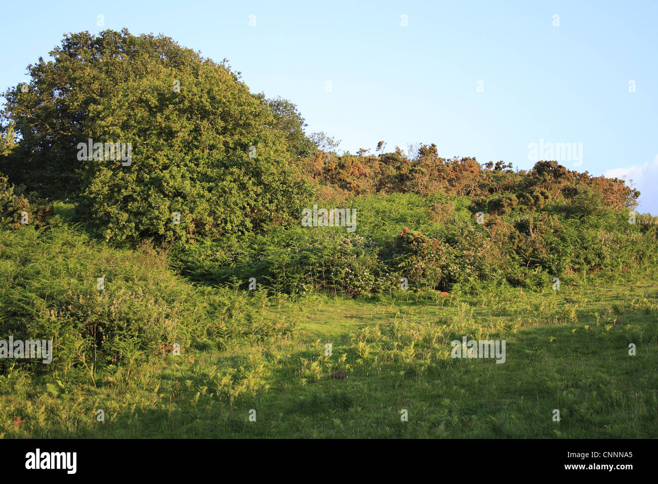 Alverstone mead nature reserve hi-res stock photography and images - Alamy