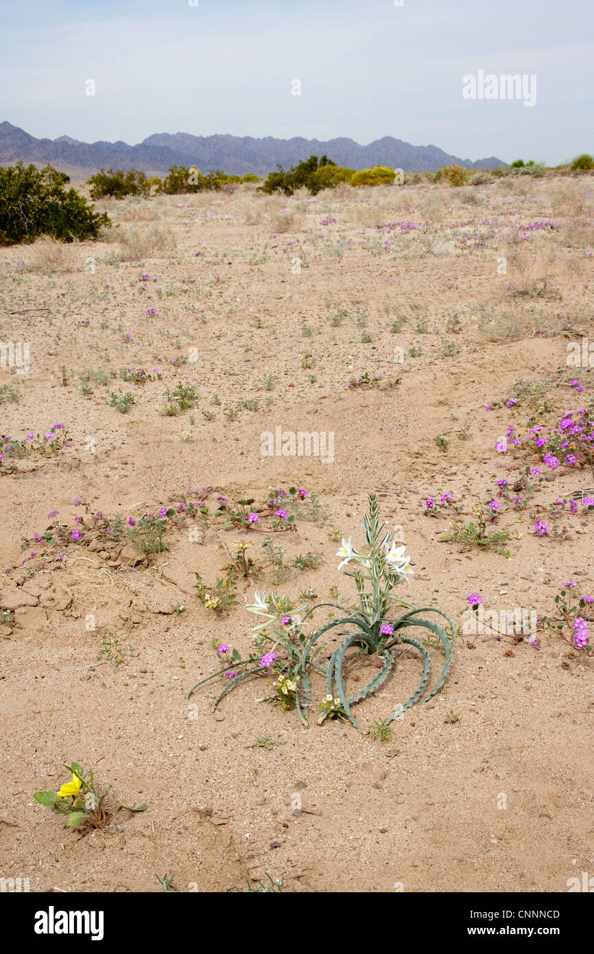 Desert lily hi-res stock photography and images - Alamy