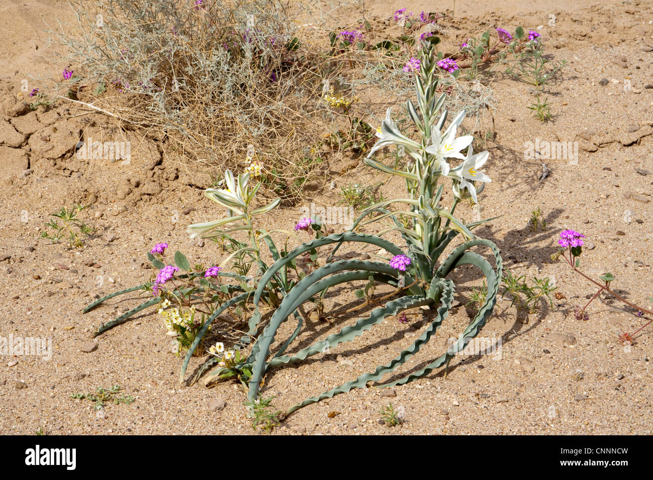 Ajo Lily Hesperocallis undulata Tacna, Arizona, United States 6 March ...