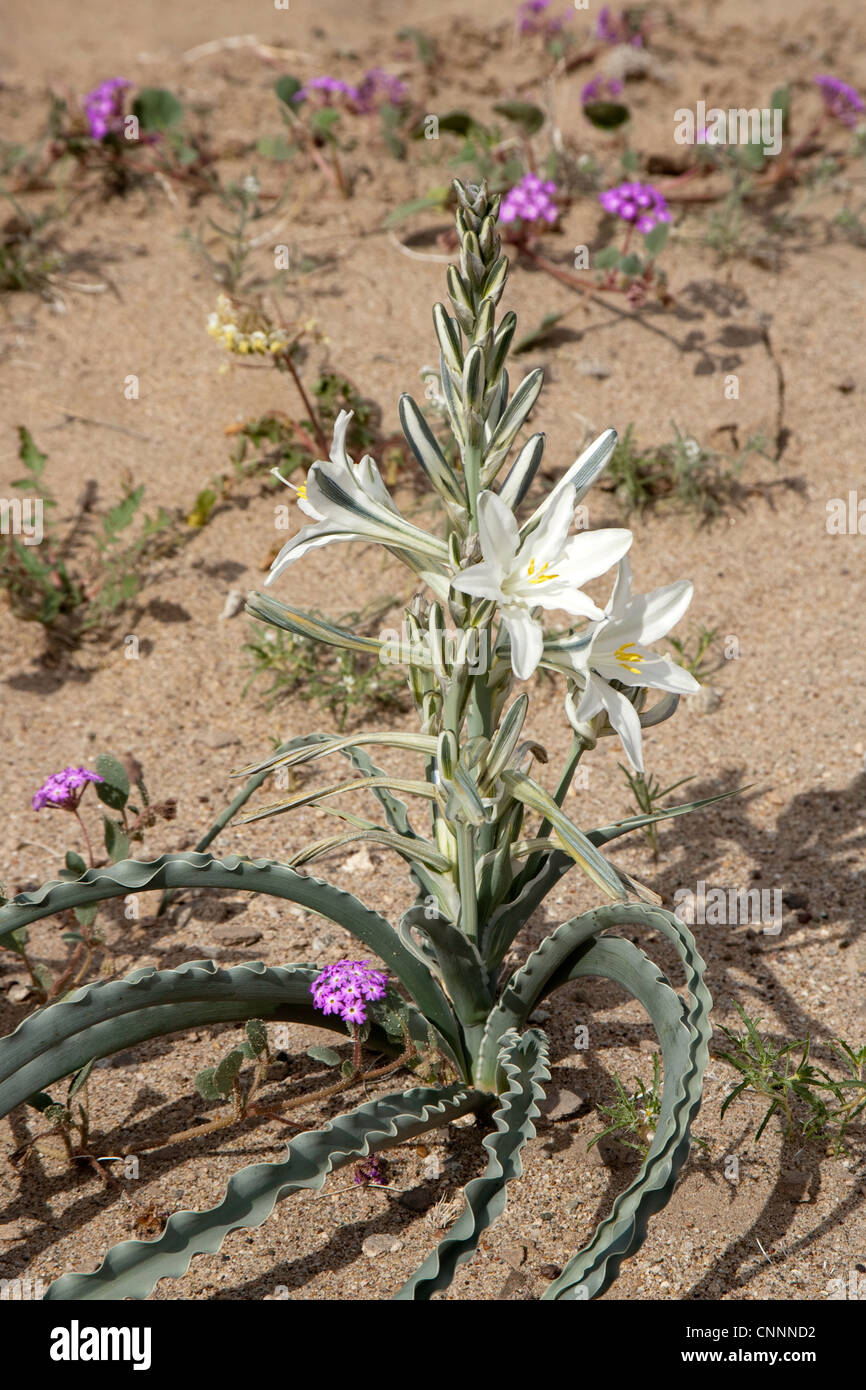 Desert lily hi-res stock photography and images - Alamy