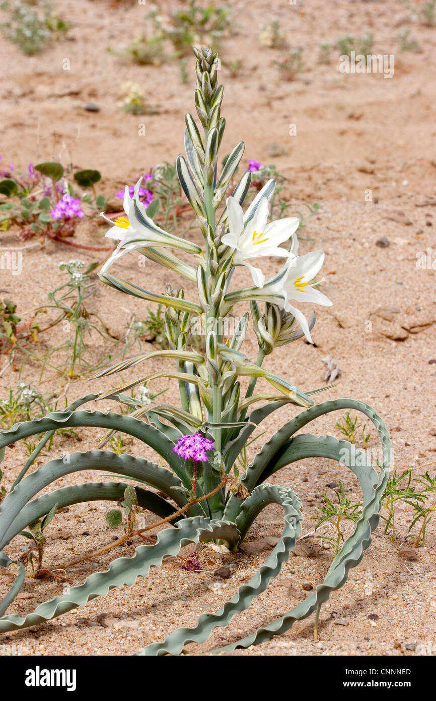Desert wildflower hesperocallis undulata hi-res stock photography and ...