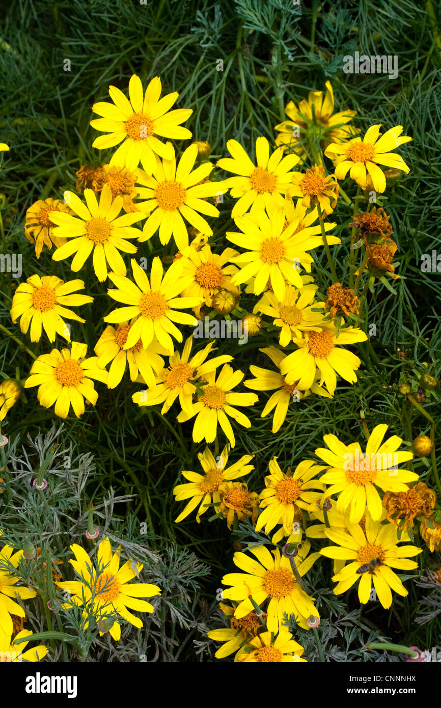 Giant Coreopsis Leptosyne gigantea Los Angeles, California, United ...