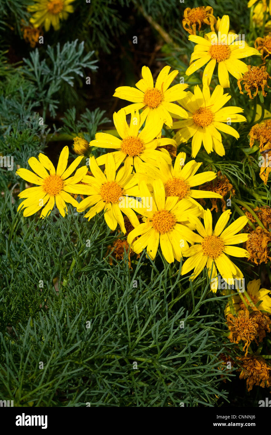 Giant Coreopsis Leptosyne gigantea Los Angeles, California, United ...