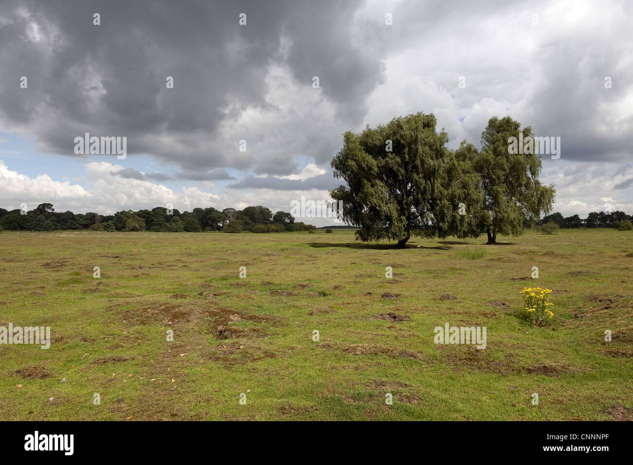 Breck heathland hi-res stock photography and images - Alamy