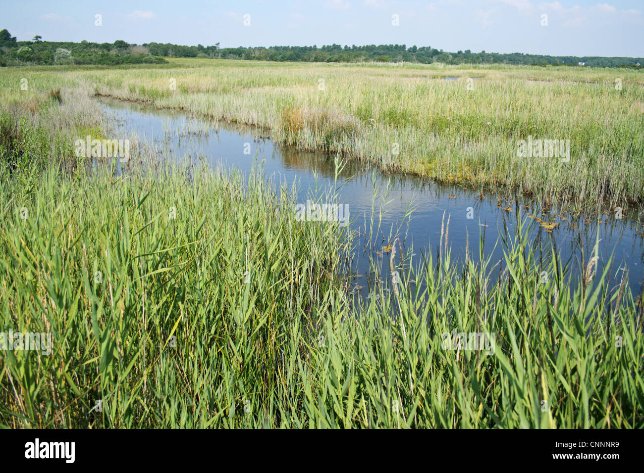 View of reedbed in coastal wetland habitat, Dingle Marshes Reserve ...