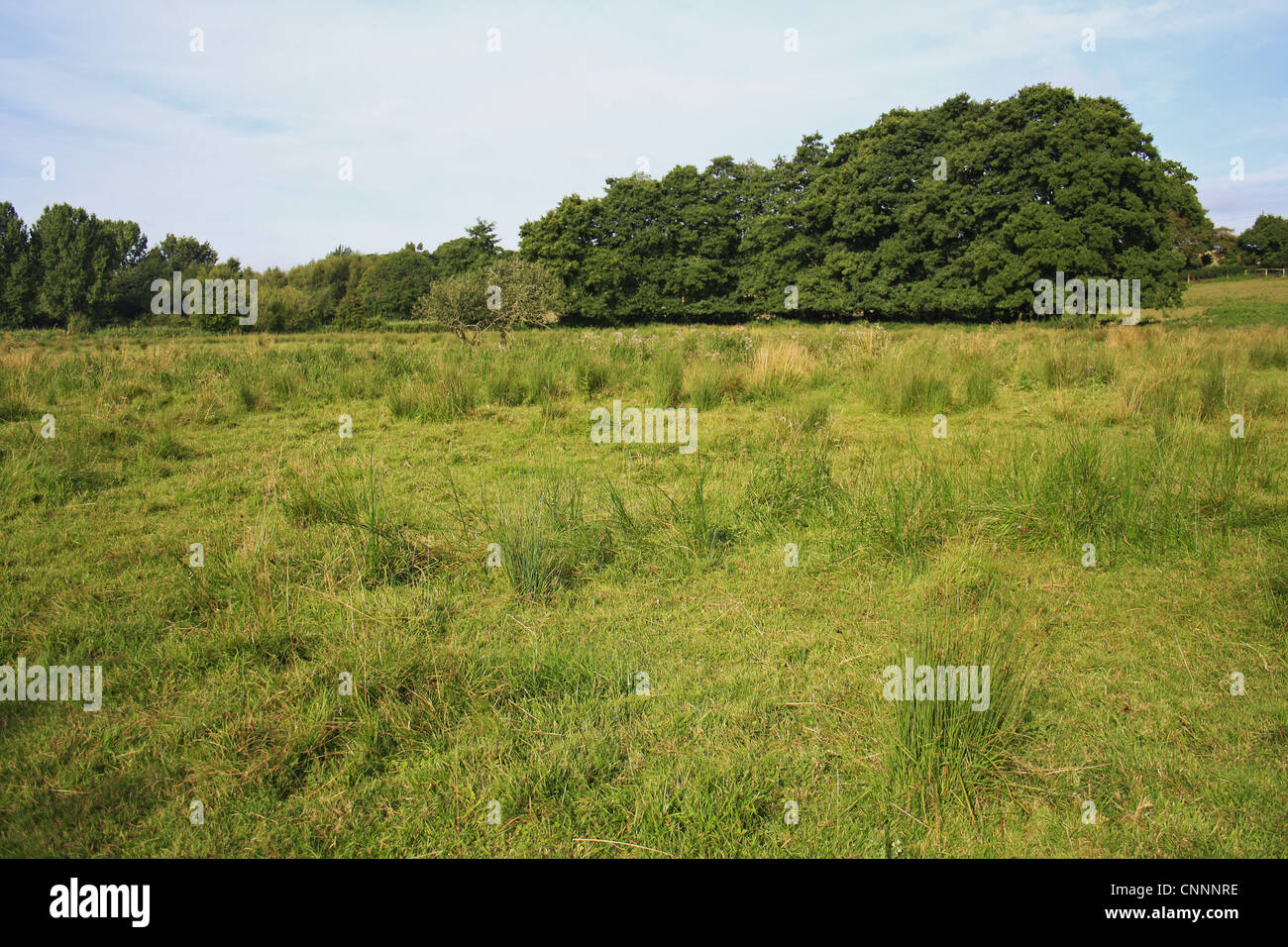 View rushes Common Alder Alnus glutinosa growing wet fen meadow habitat ...
