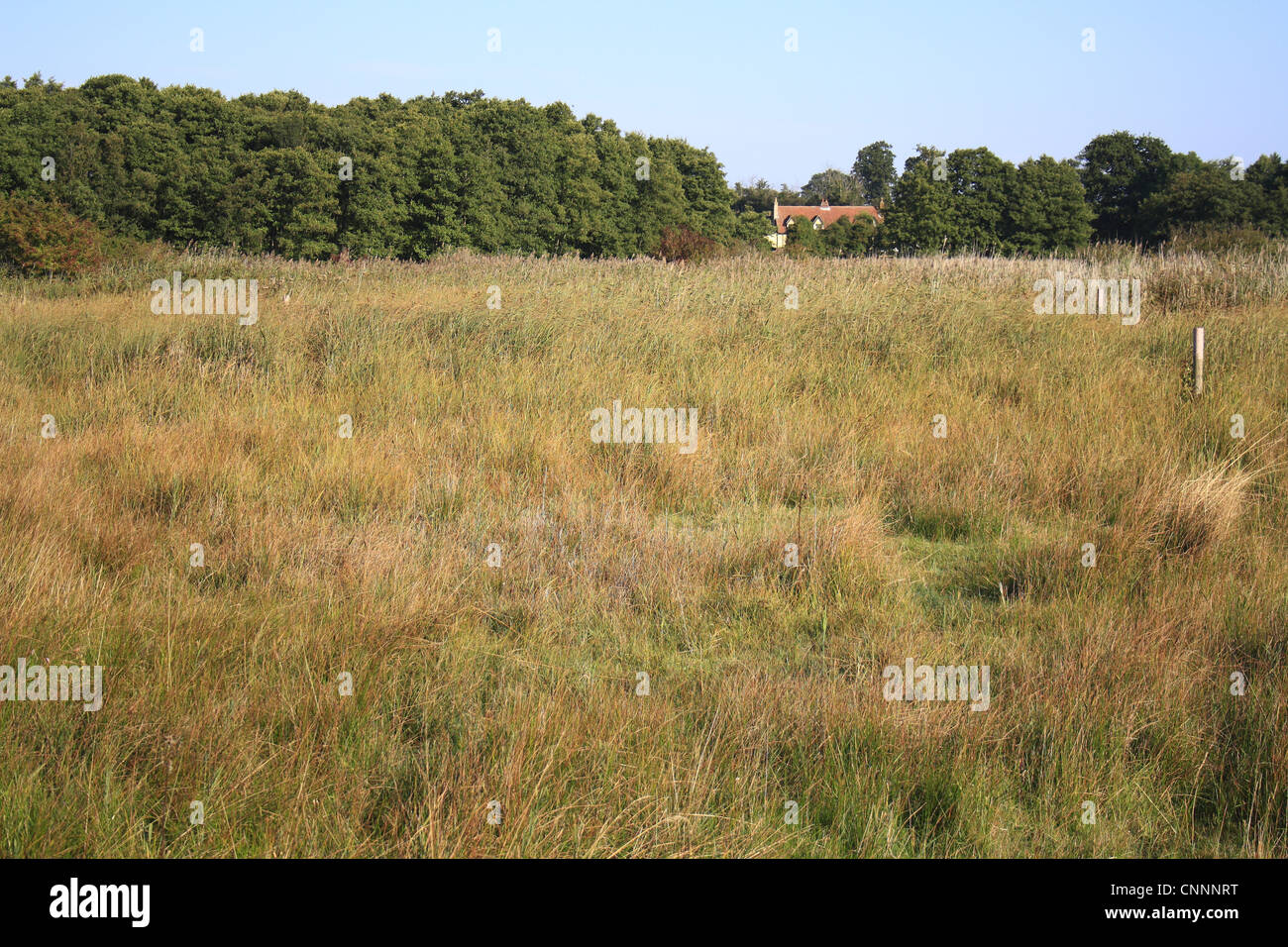 View of valley fen reserve habitat, Market Weston Fen, Market Weston ...