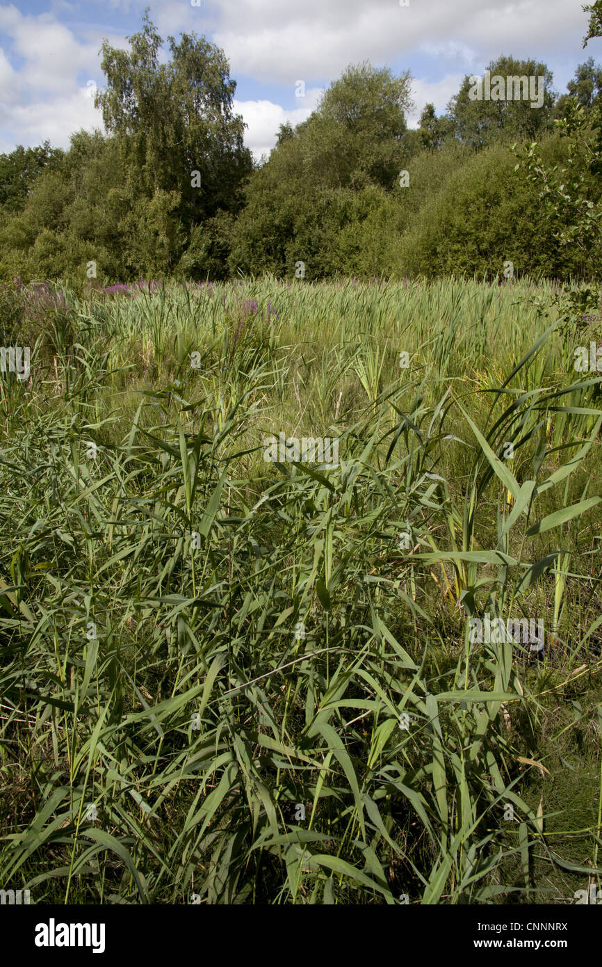 Hilton nature reserve hi-res stock photography and images - Alamy