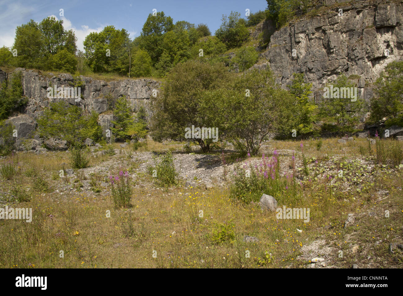 View habitat regeneration former limestone quarry Millers Dale Quarry ...