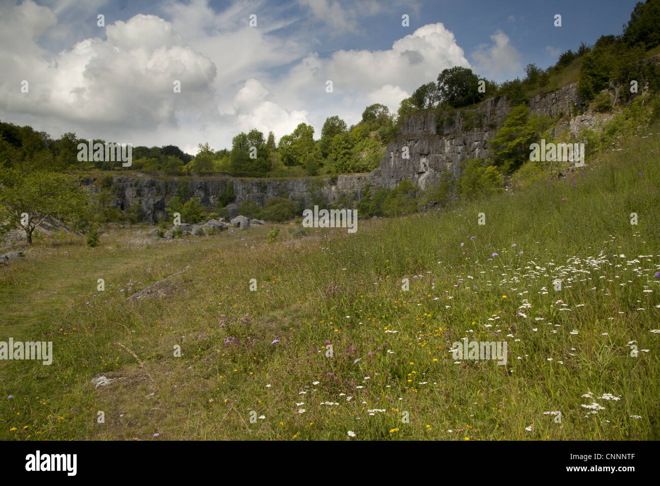 View habitat regeneration former limestone quarry Millers Dale Quarry ...