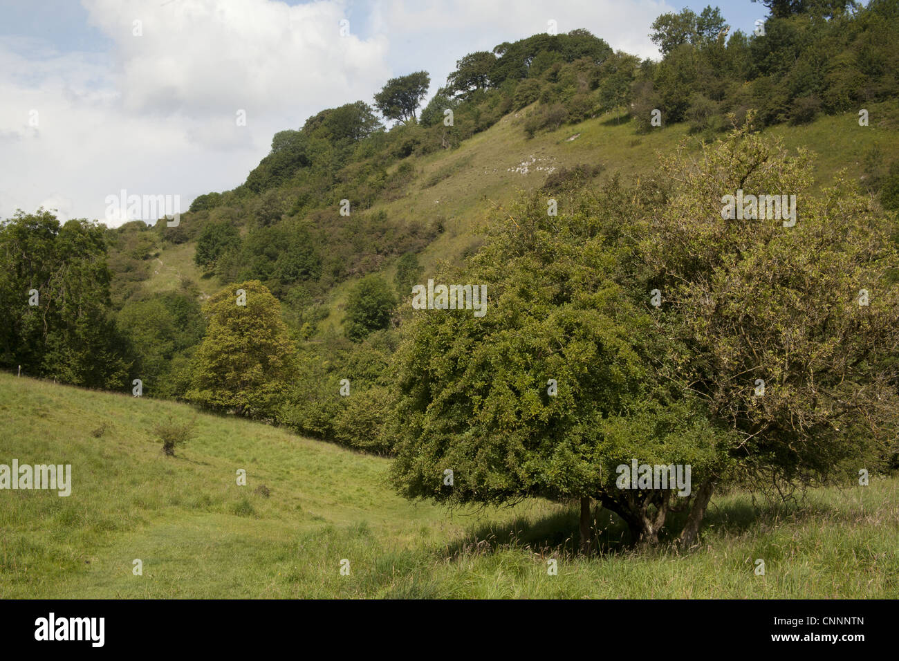View of wooded slope habitat, Millers Dale Quarry, Derbyshire Wildlife ...