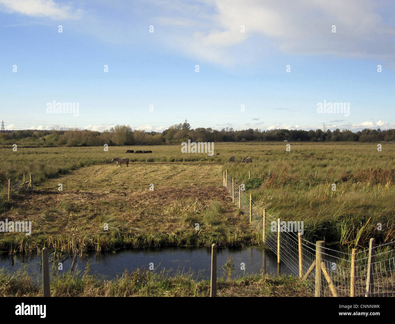 View wetland habitat cut area Konik Horse Equus caballus gemelli ...