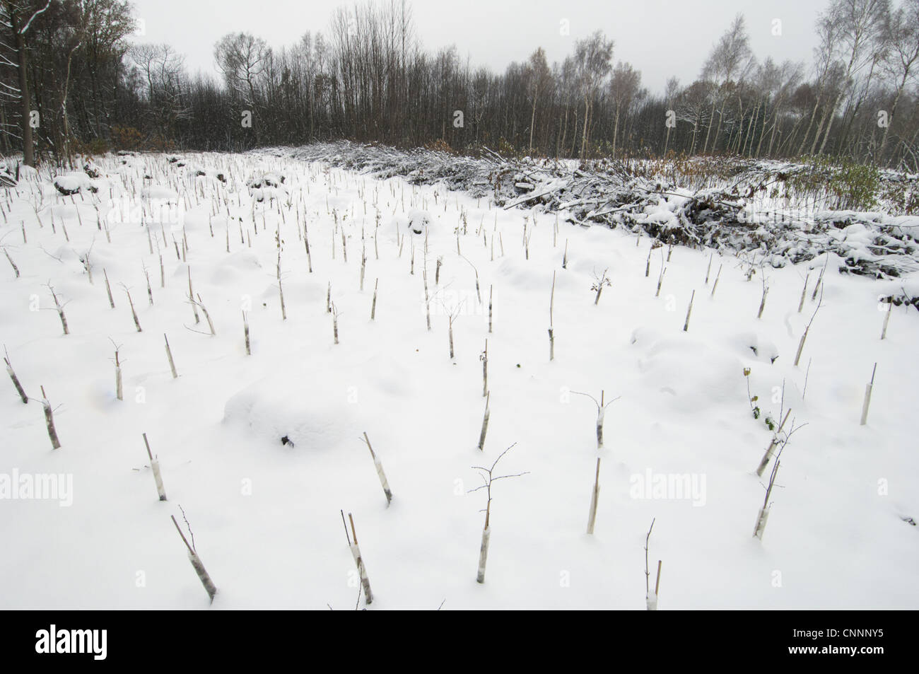 Coppiced tree winter woodland hi-res stock photography and images - Alamy