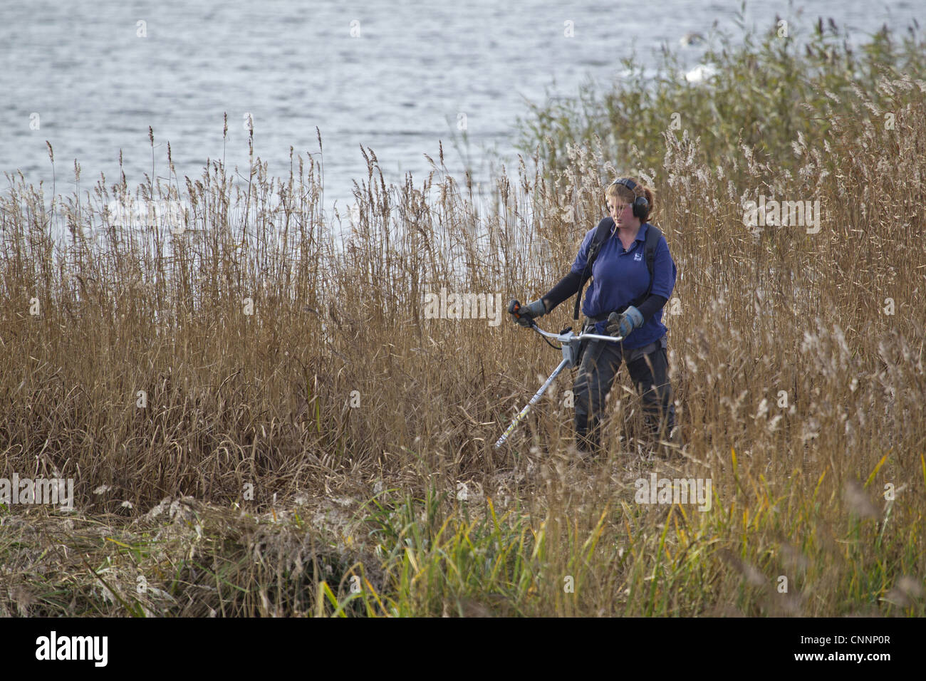 Volunteer warden performing annual reedbed cutting around Island Mere ...