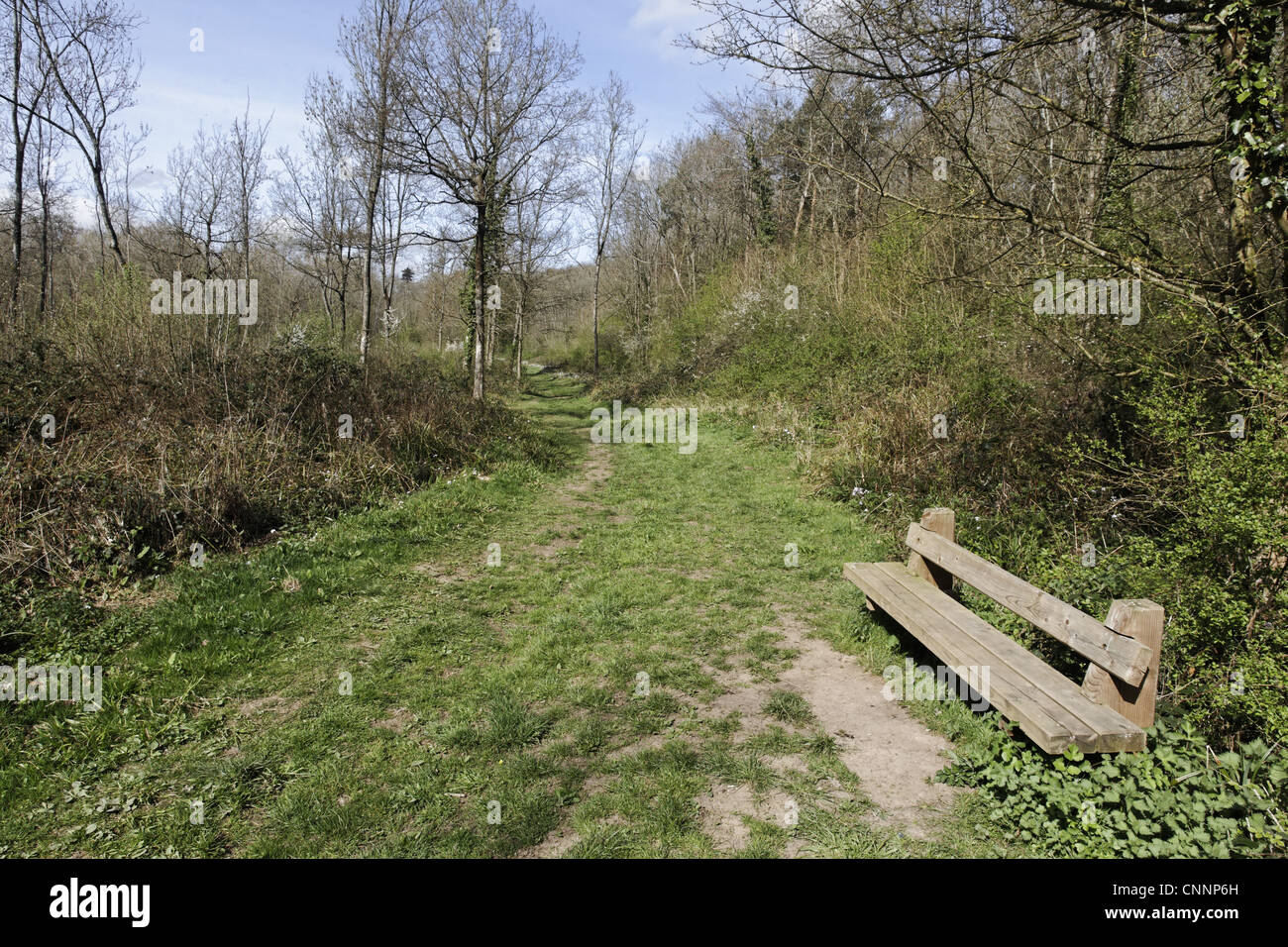 Bench beside path through woodland habitat, Highnam Woods RSPB Reserve ...