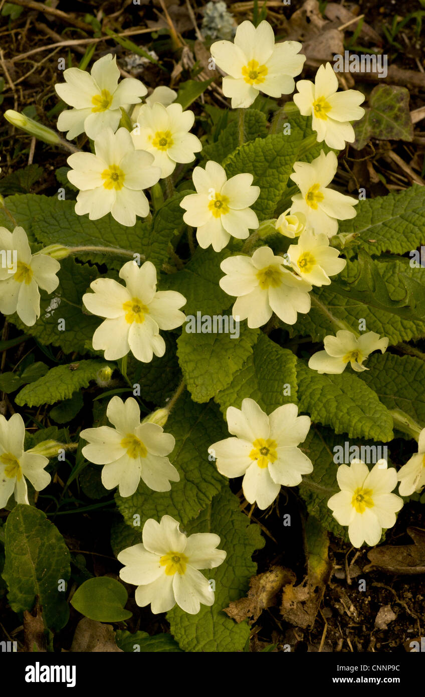 Hedgebank hi-res stock photography and images - Alamy