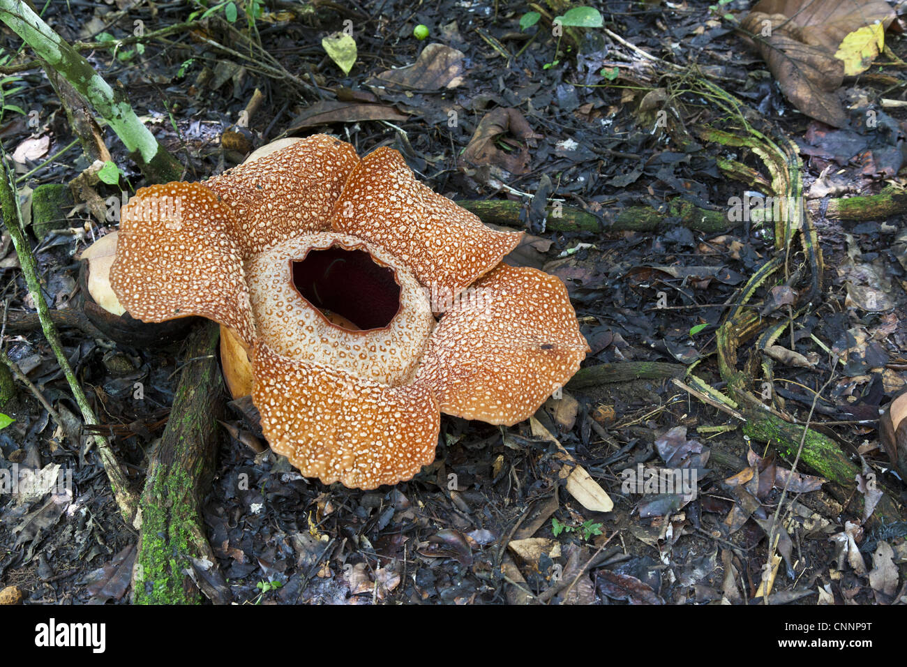 Rafflesia (Rafflesia keithii) flowering, Poring Hot Springs, Sabah ...