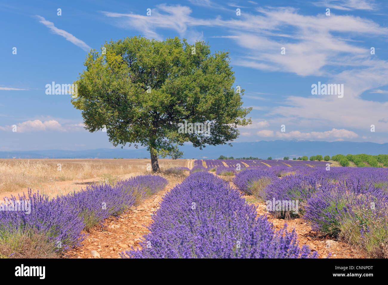 English Lavender Field with Tree, Valensole, Valensole Plateau, Alpes ...