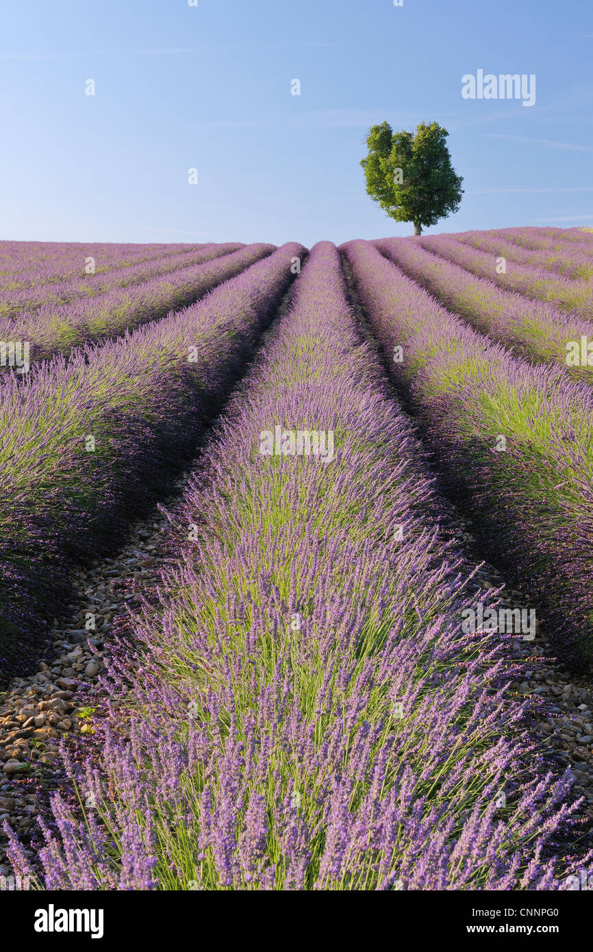 English Lavender Field with Tree, Valensole, Valensole Plateau, Alpes ...
