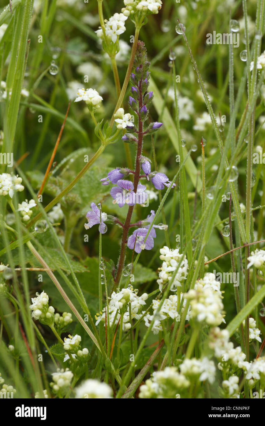 Heath Speedwell Veronica officinallis flowering growing amongst Heath ...
