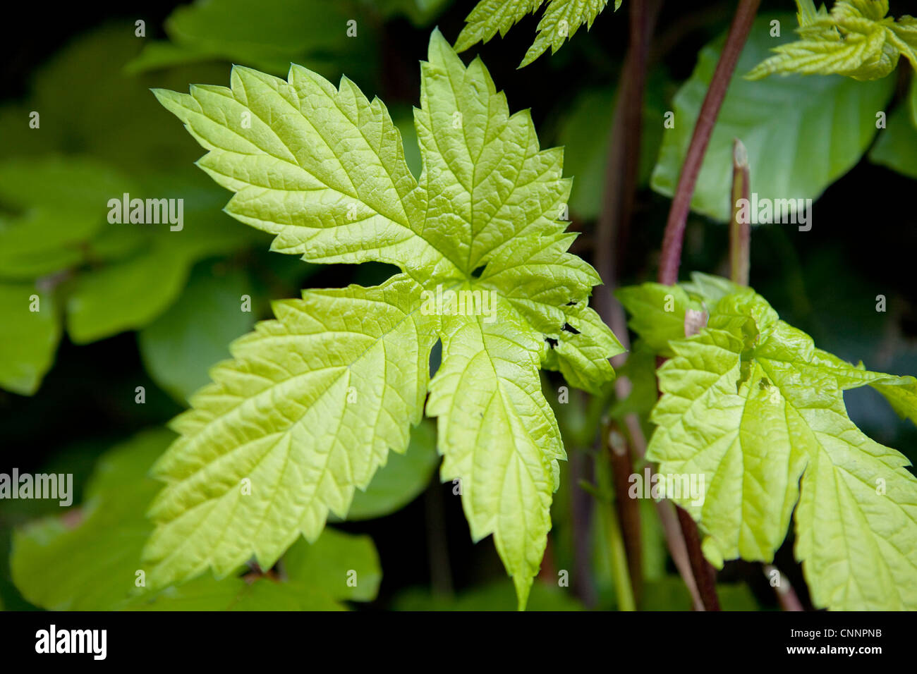 Common hops hi-res stock photography and images - Alamy